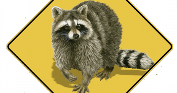 Raccoon Crossing Sign