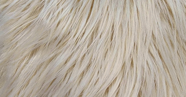 Camel Monster Faux Fur (4in Pile)